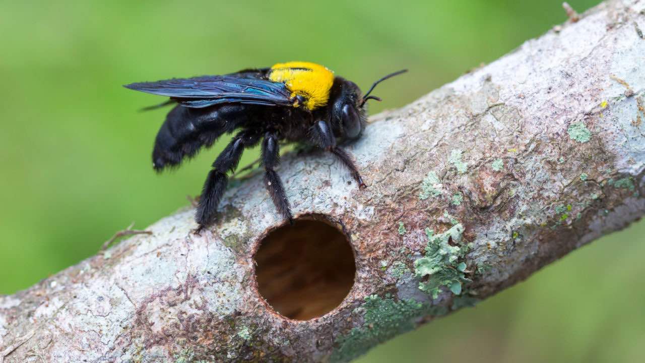 How to Spot and Remove Carpenter Bee Nests in Melbourne Homes This Winter